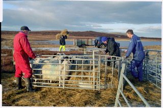 The Anthropologist and the Mystery Writer: The Theory of Limited Good ...